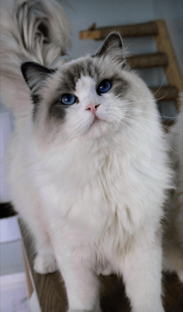 Kings - Roman Ragdolls