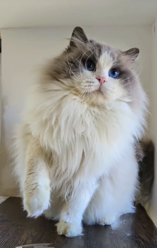 Kings - Roman Ragdolls