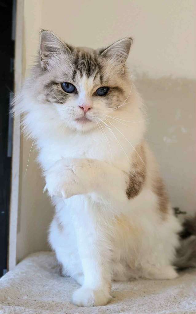 Our Roman Ragdoll Queens - Roman Ragdolls